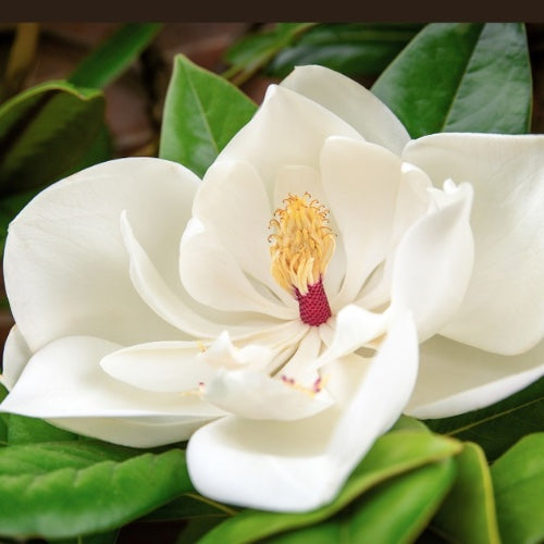 FIFOLET Candle Makers